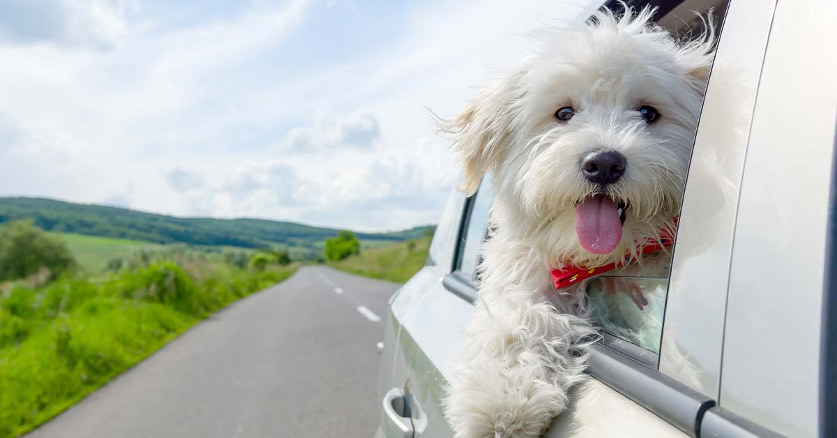 Make Military PCS Moves Easier on Your Pets | Blog Brigade